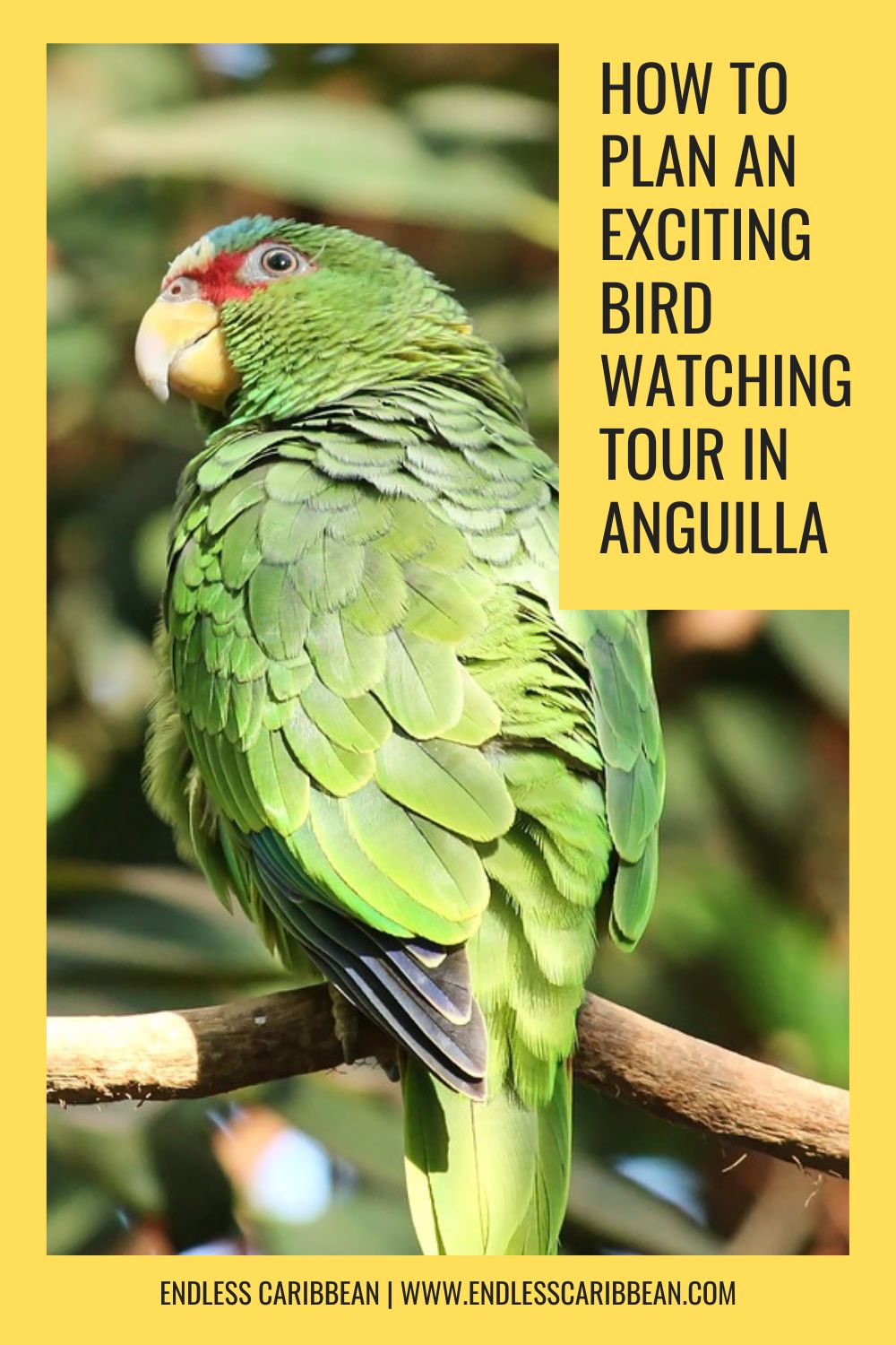 Plan An Exciting Bird Watching Tour in Anguilla | Endless Caribbean