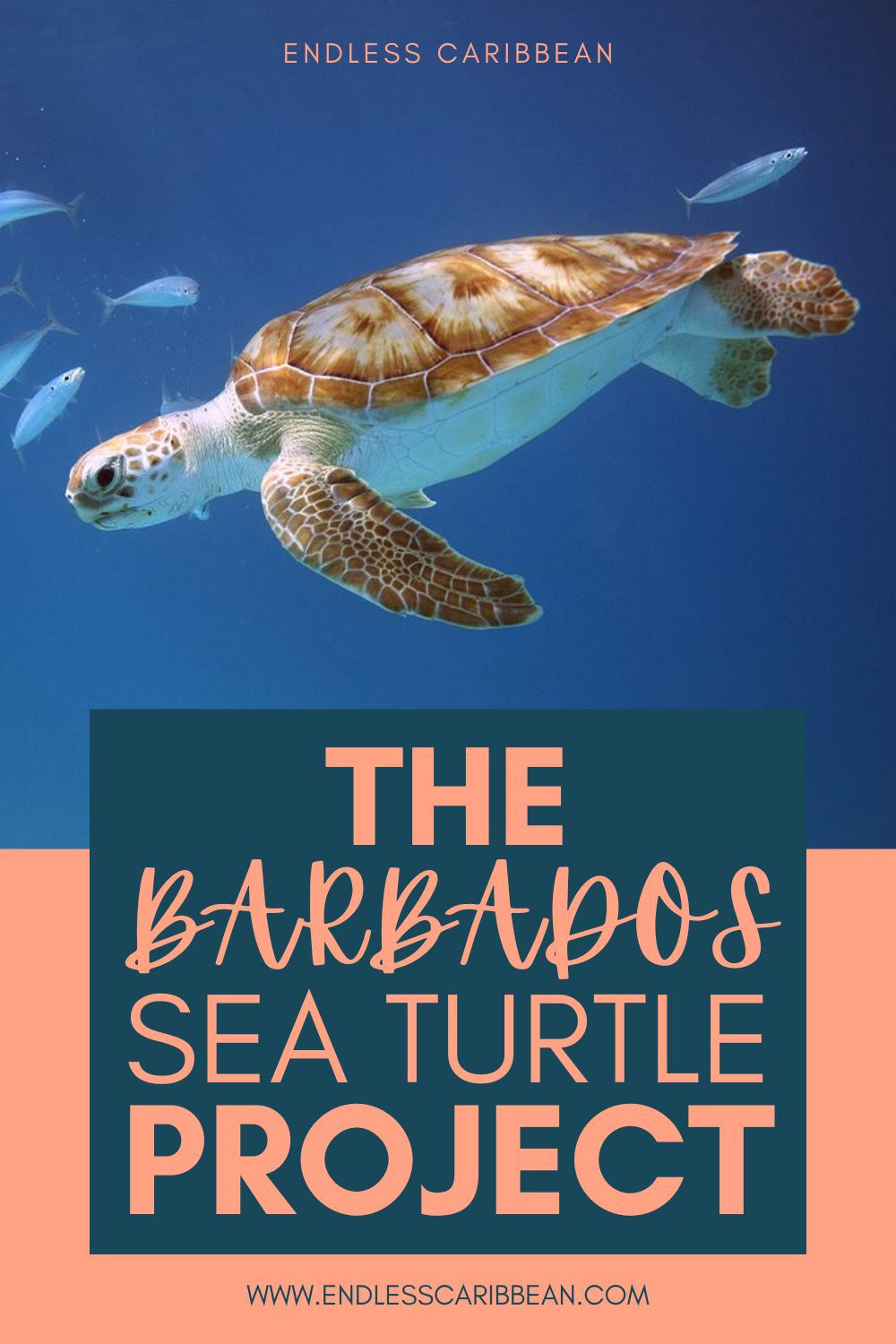 The Barbados Sea Turtle Project | Endless Caribbean